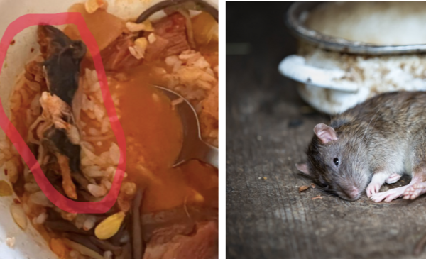 Video| ¡Insólito! Pareja de Nueva York denuncia haber hallado una rata ...